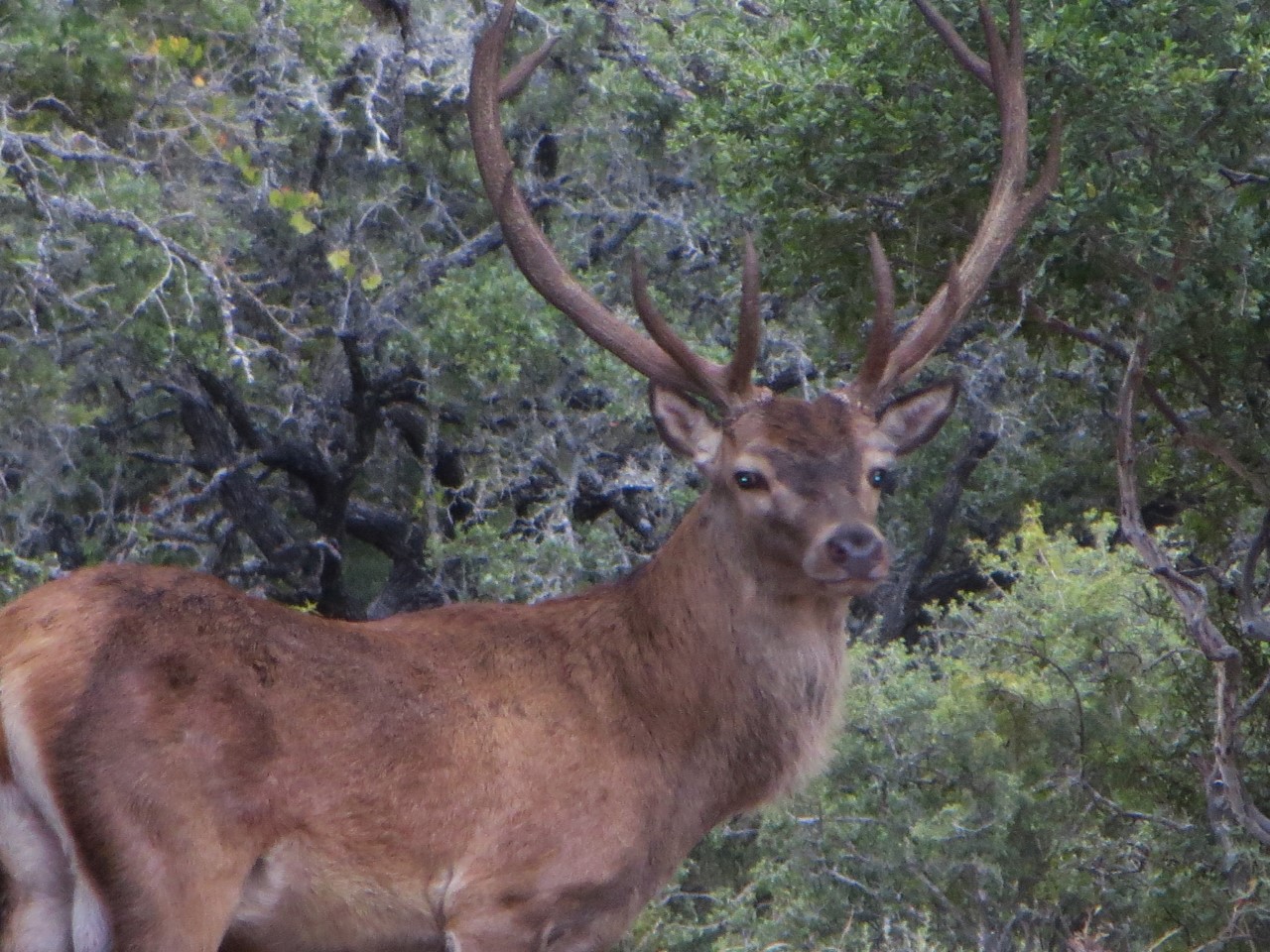 L&L Adventures - Whitetail and Exotic Hunting Ranch - Wimberley Texas ...